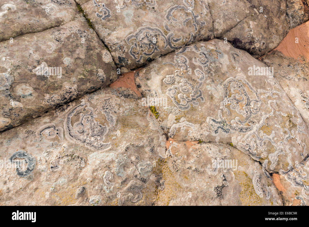 Close-up, tessellated rocks, White Pocket, Vermillion Cliffs National ...