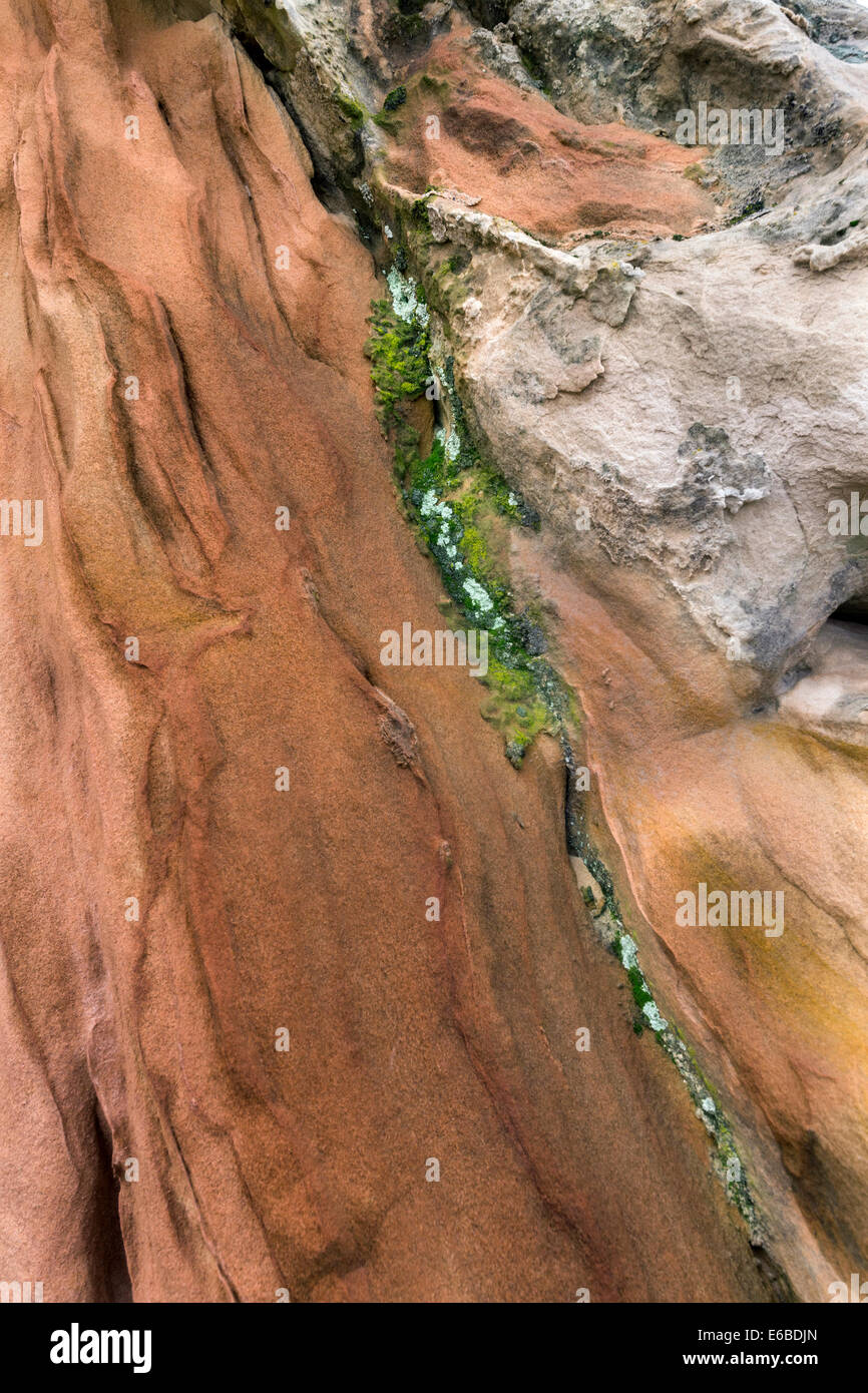 Crack in the rock with moisture and moss growth, White Pocket ...