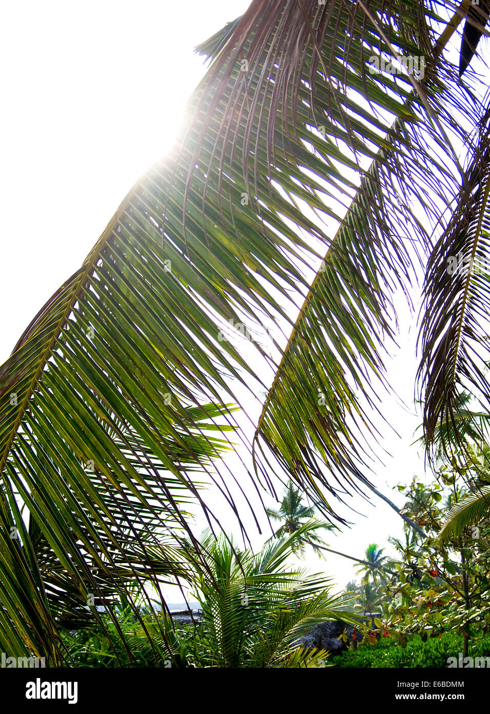 Close up of beautiful palms at the beach Stock Photo - Alamy