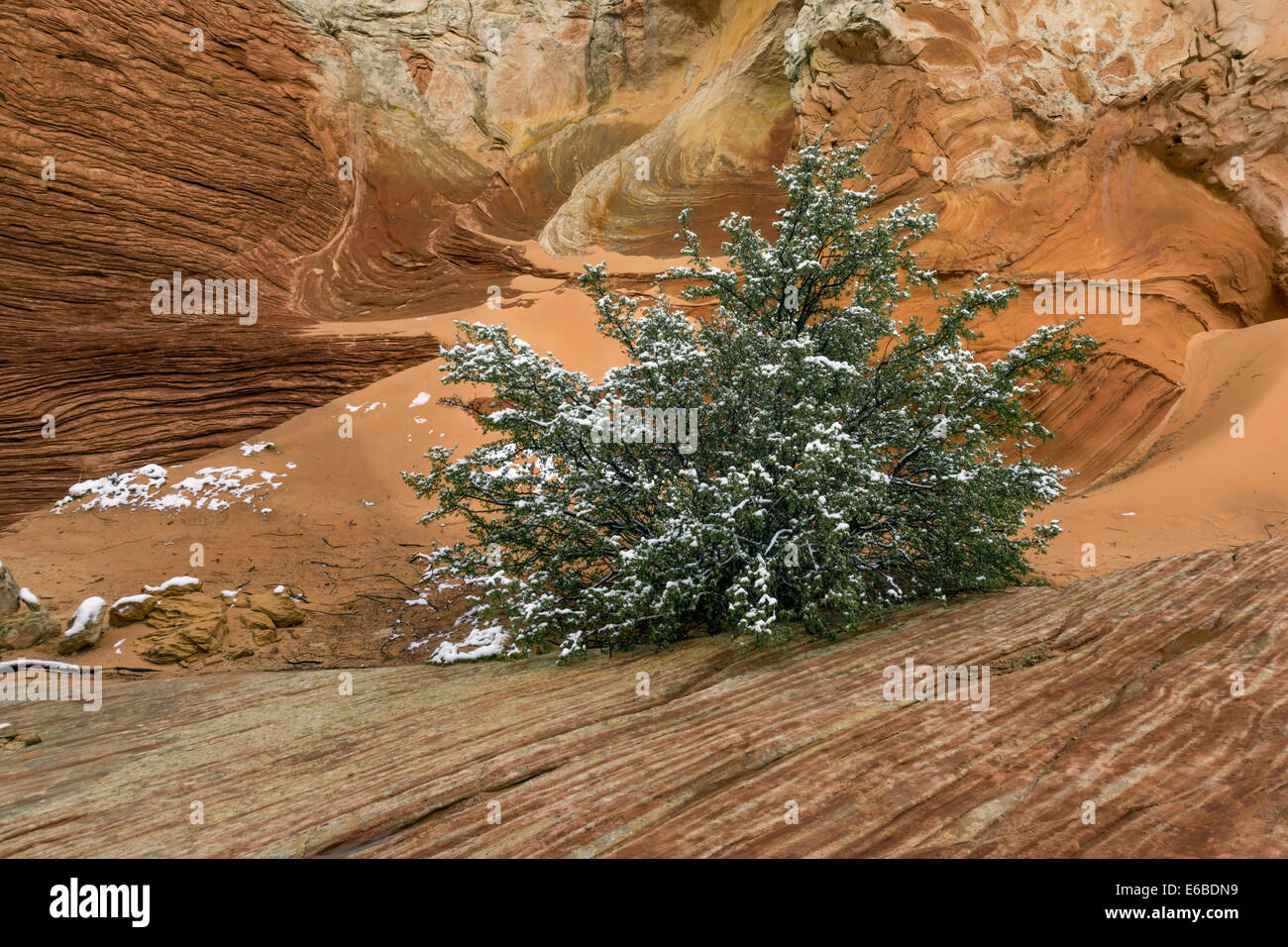 Tree with spring snow, White Pocket, Vermillion Cliffs National ...