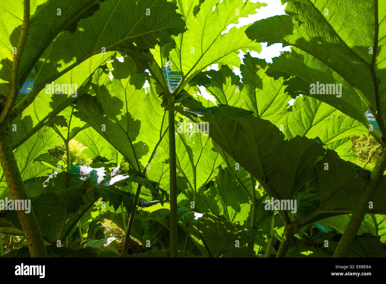 Giant Rhubarb, Gunnera Manicata Stock Photo - Alamy