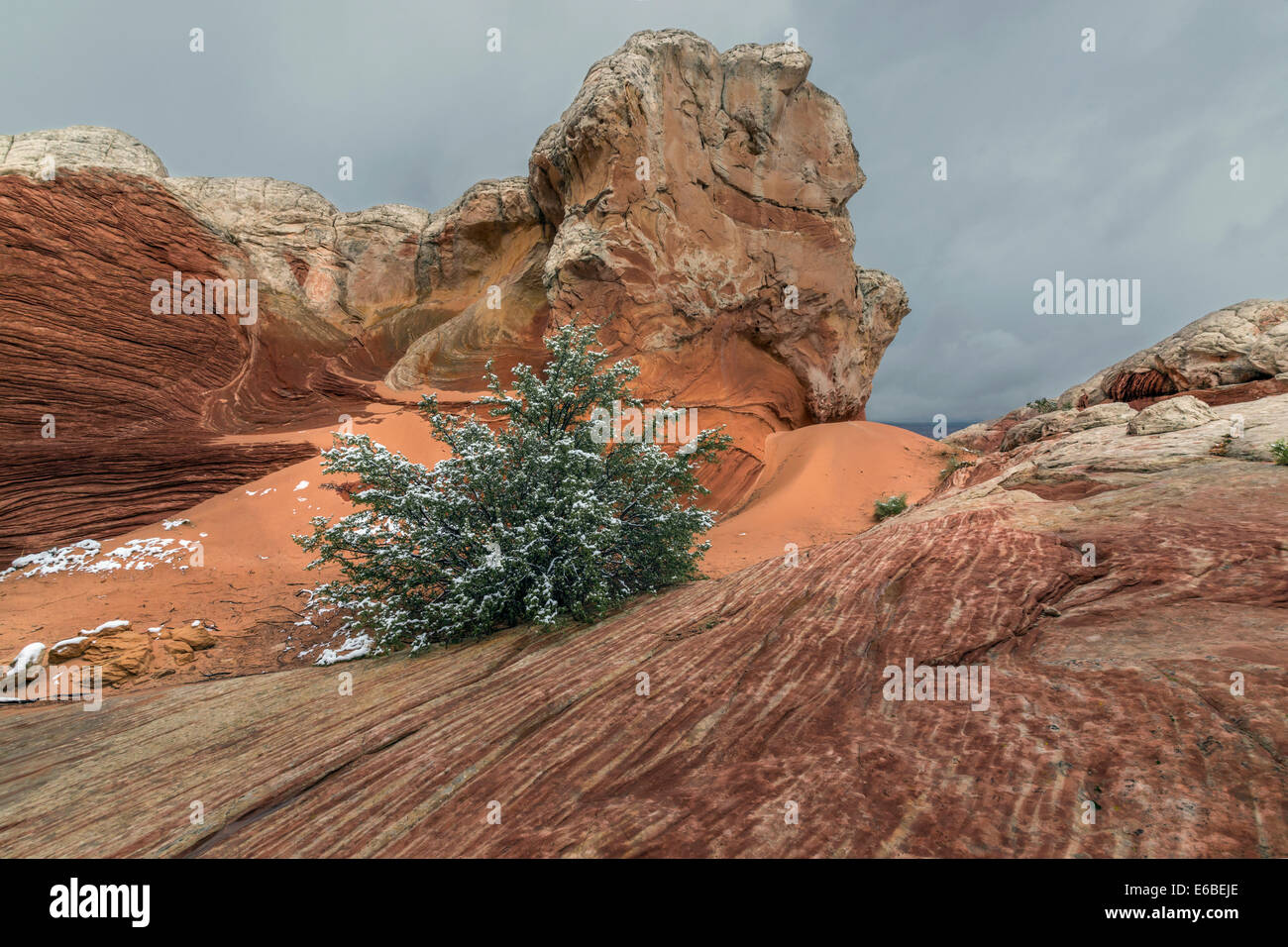 Spring tree with fresh snow, White Pocket, Vermillion Cliffs National ...
