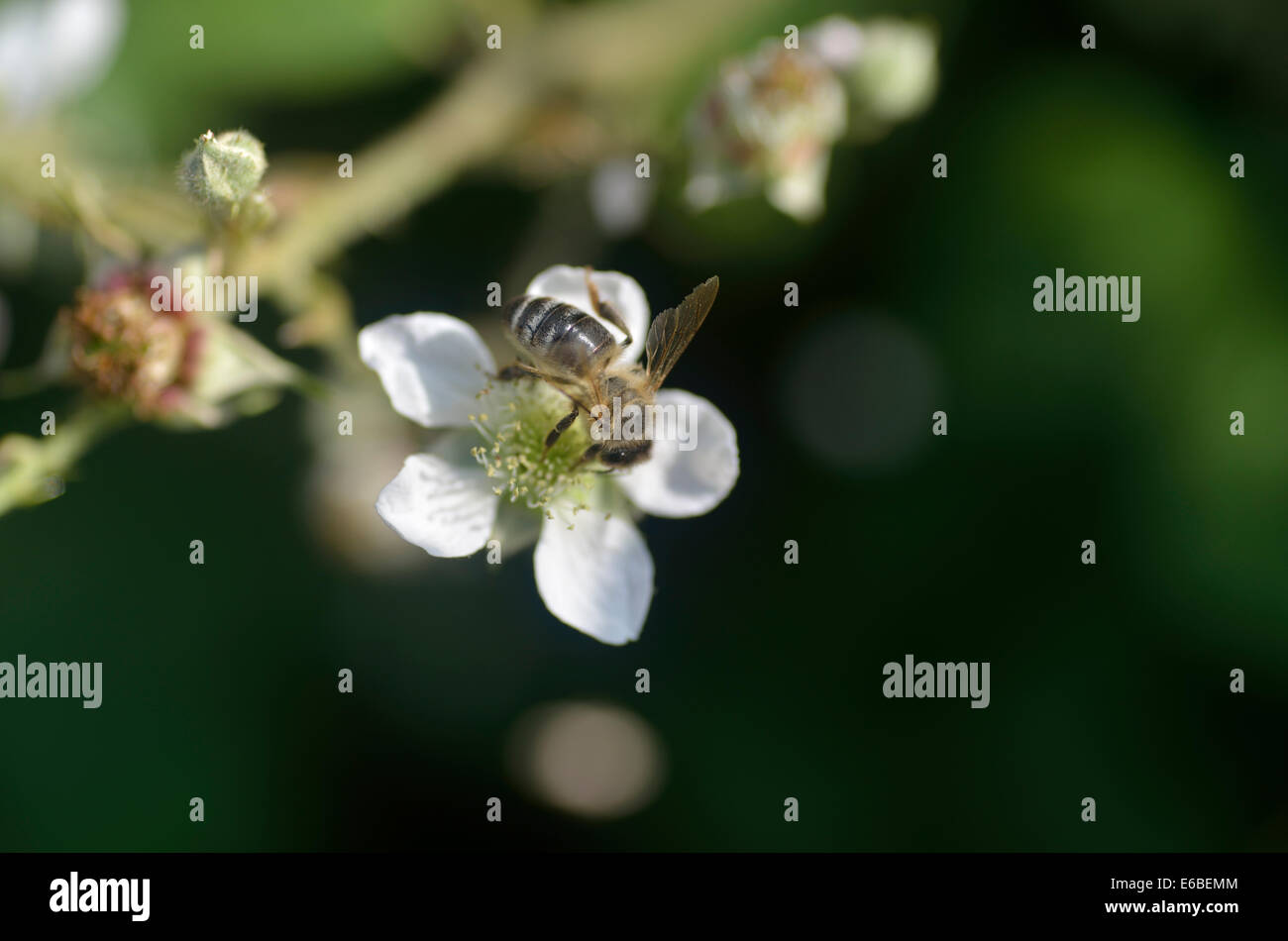 Bee on blackberry (bramble) flower. Image taken in Blackwater Valley ...