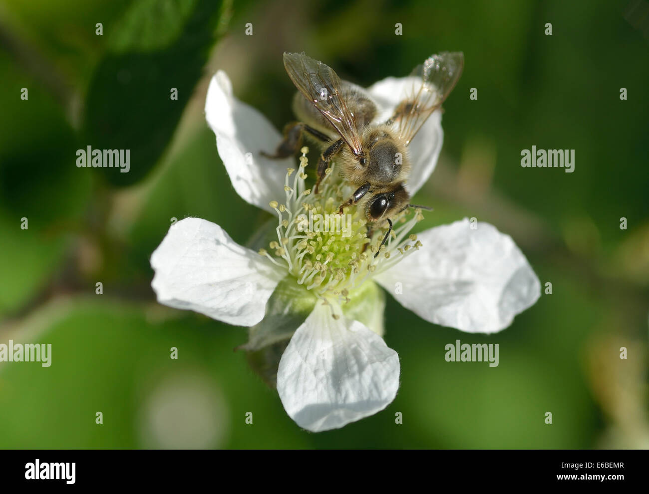 Bee on blackberry (bramble) flower. Image taken in Blackwater Valley ...