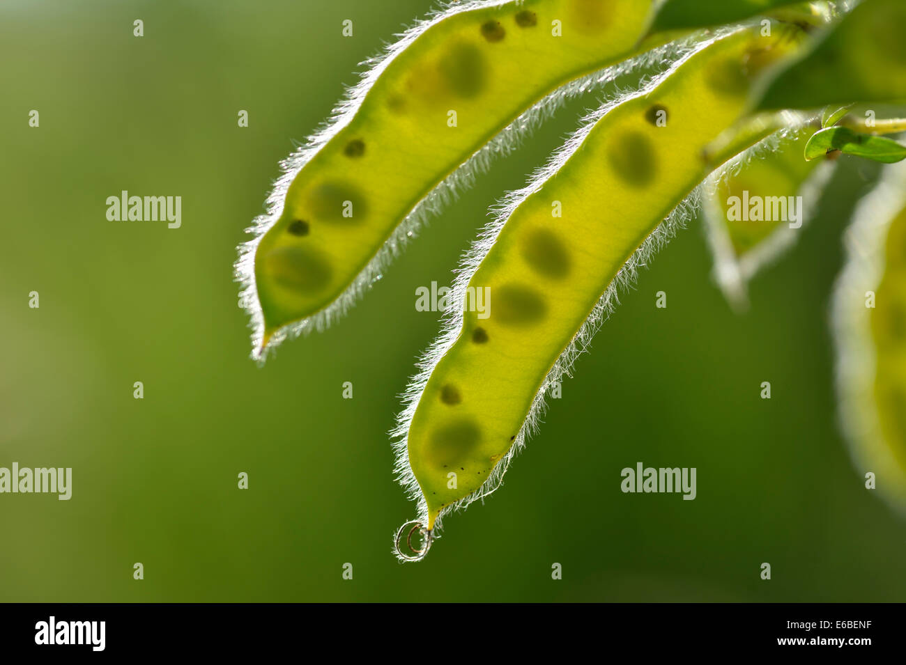 Broom plant hi-res stock photography and images - Alamy