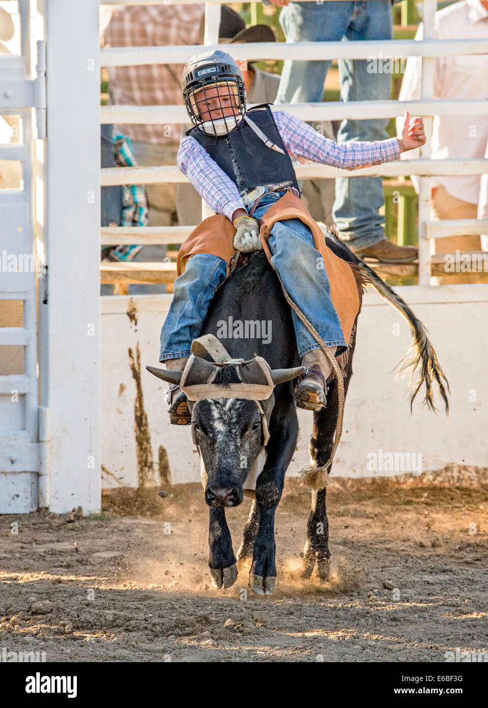 Young cowboy riding a small bull in the Junior Steer Riding competition ...
