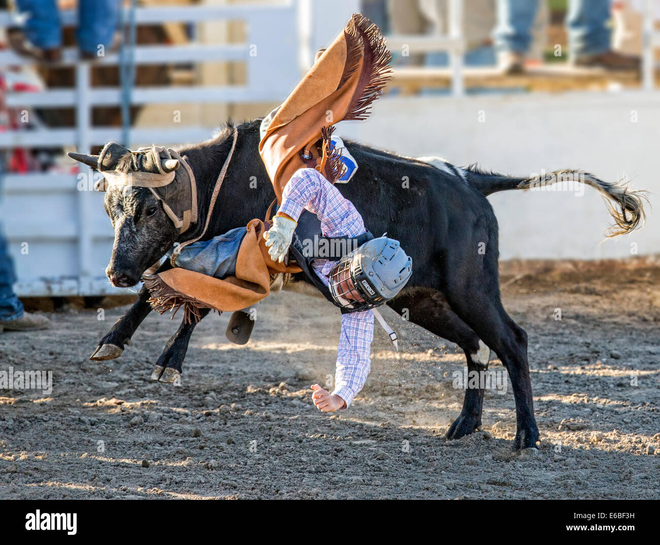 Young cowboy riding a small bull in the Junior Steer Riding competition ...