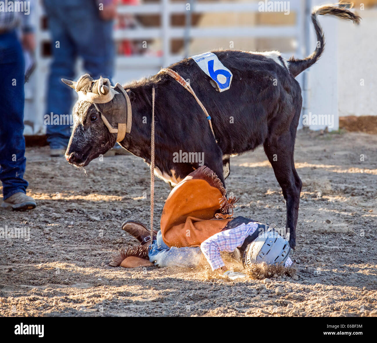 Young cowboy riding a small bull in the Junior Steer Riding competition ...