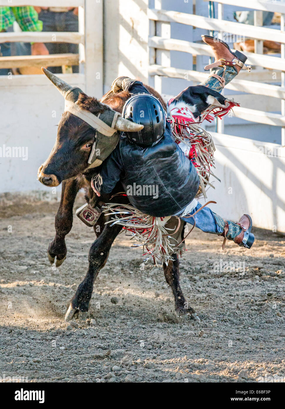 Young cowboy riding a small bull in the Junior Steer Riding competition ...