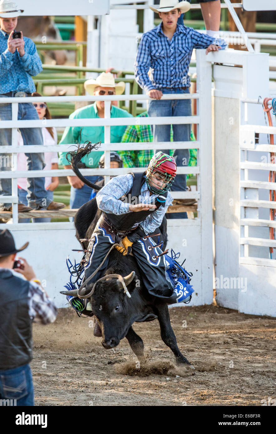 Young cowboy riding a small bull in the Junior Steer Riding competition ...