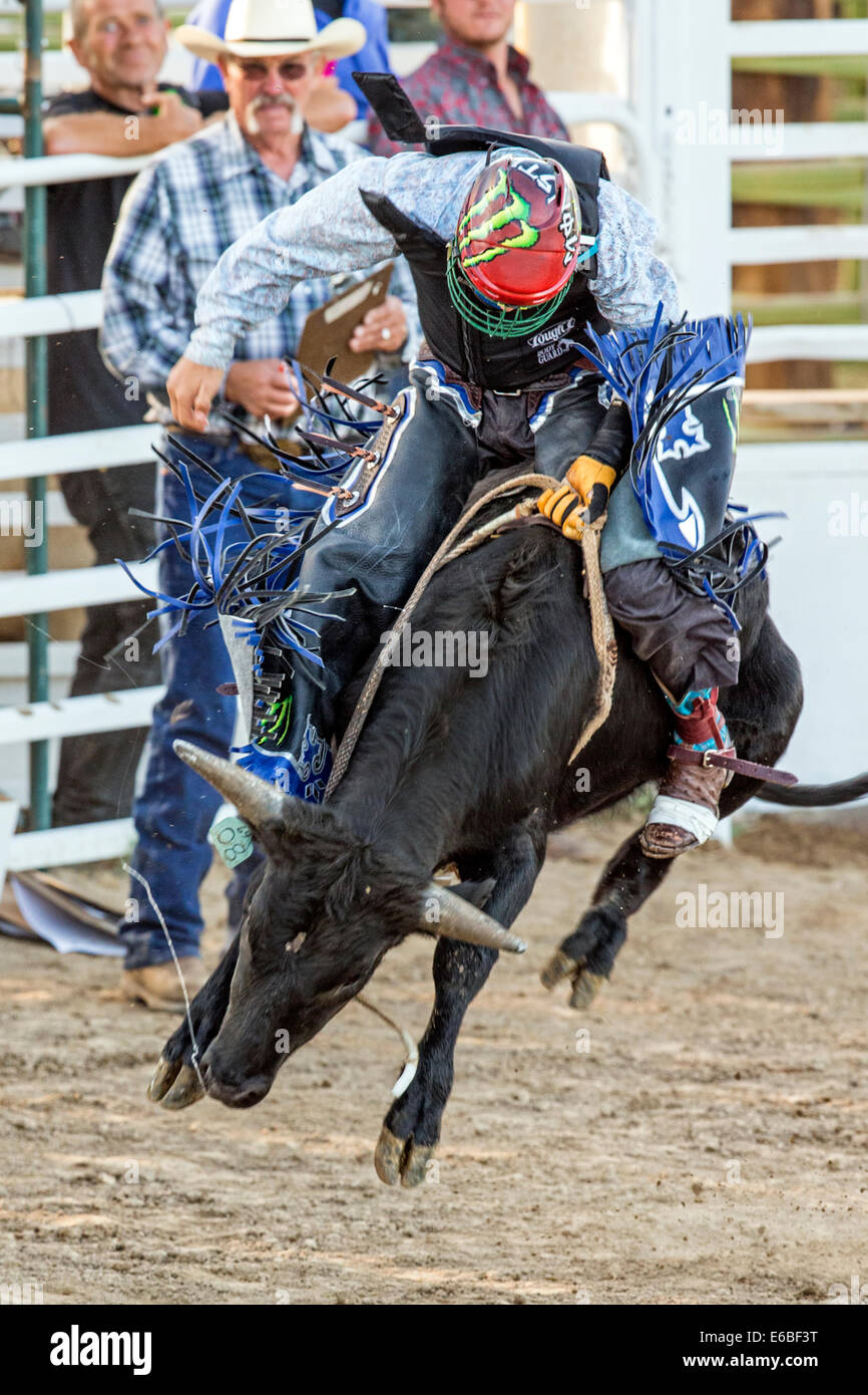 Young cowboy riding a small bull in the Junior Steer Riding competition ...