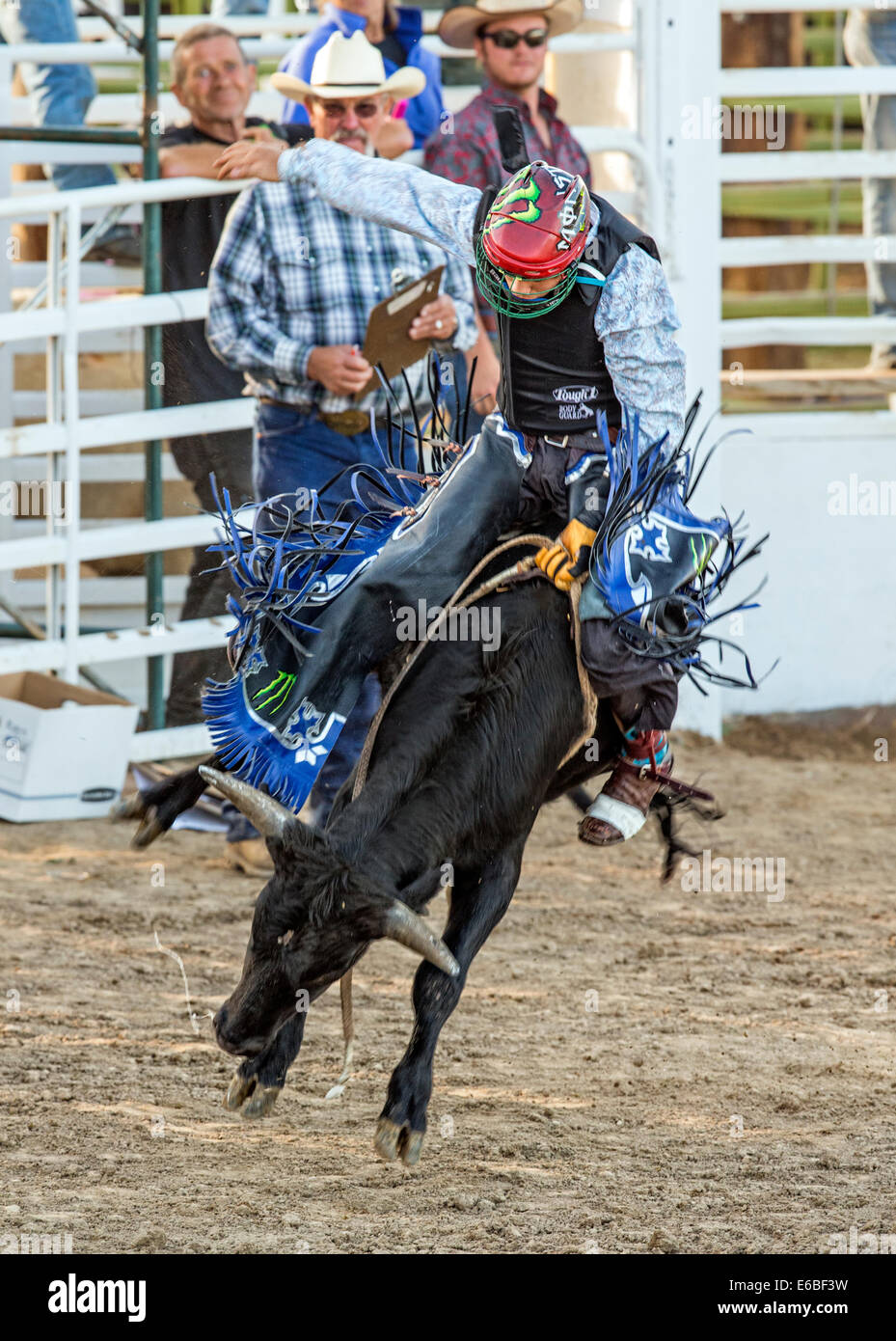 Young cowboy riding a small bull in the Junior Steer Riding competition ...