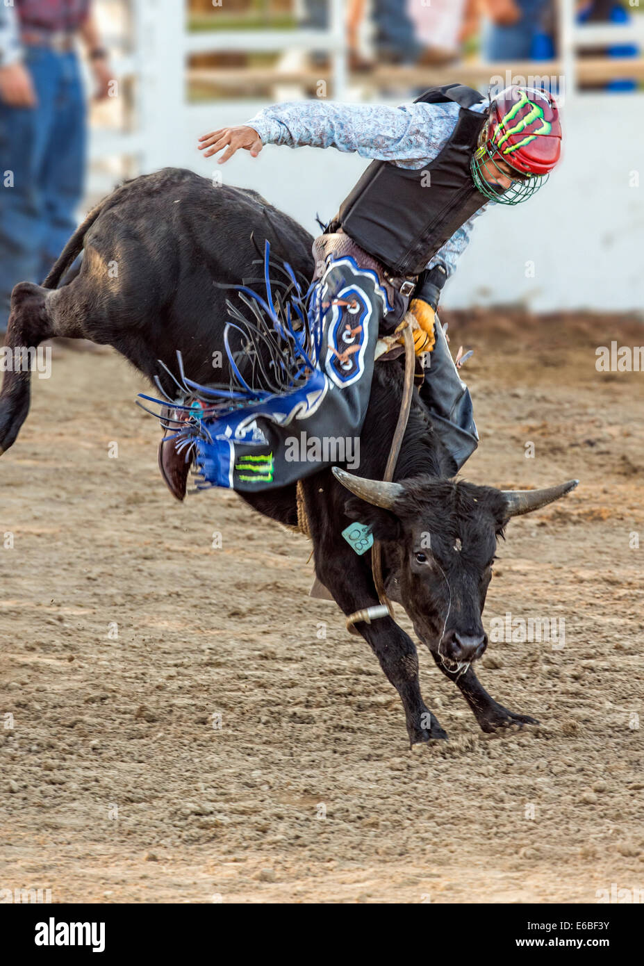 Young cowboy riding a small bull in the Junior Steer Riding competition ...