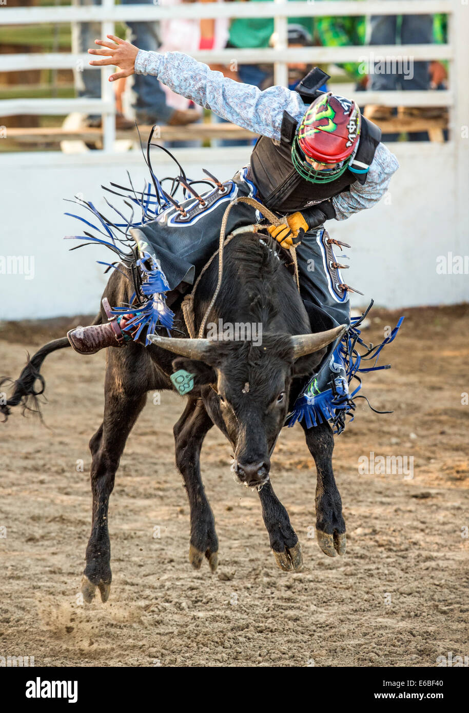 Junior Steer Riding High Resolution Stock Photography and Images - Alamy