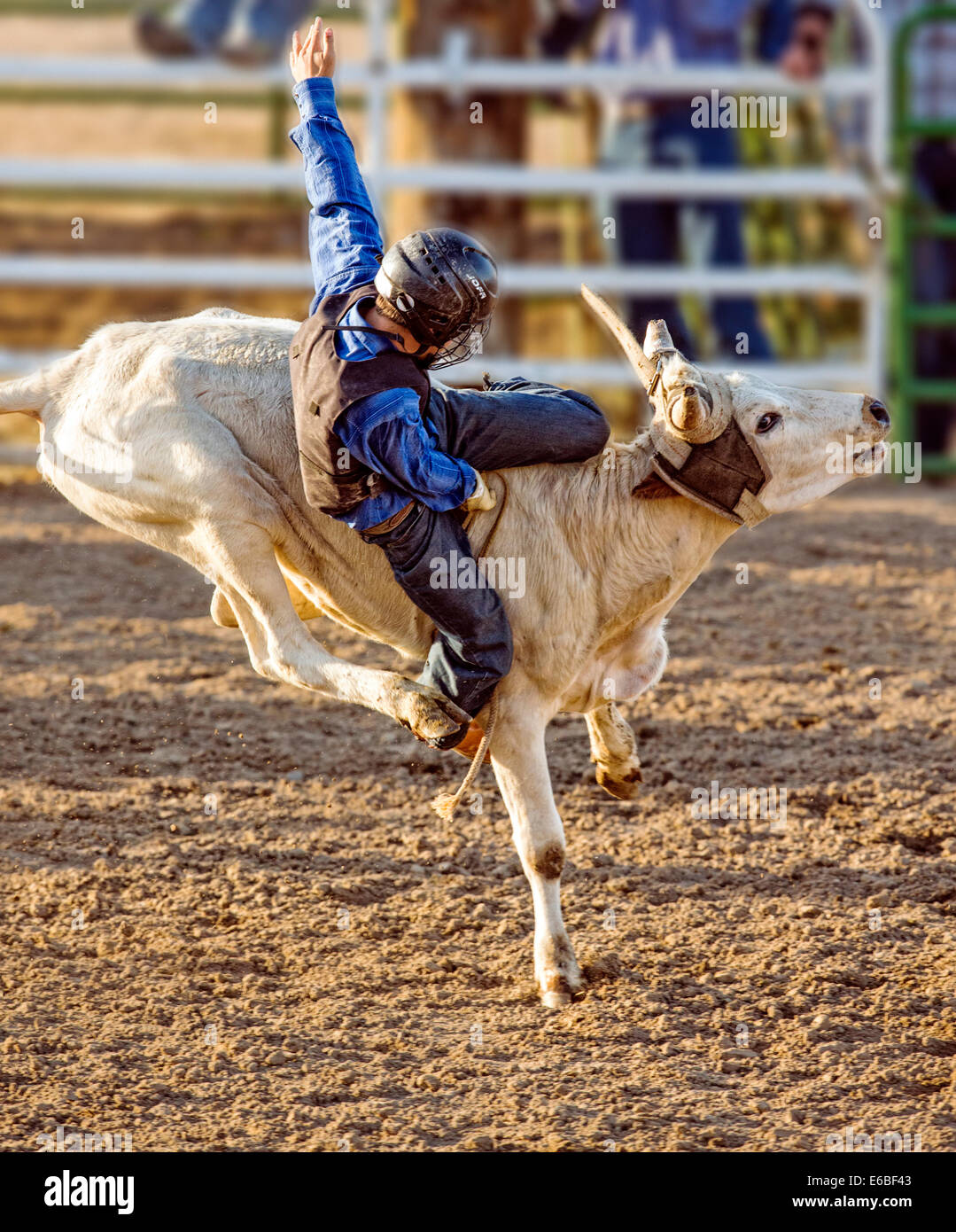Young cowboy riding a small bull in the Junior Steer Riding competition ...