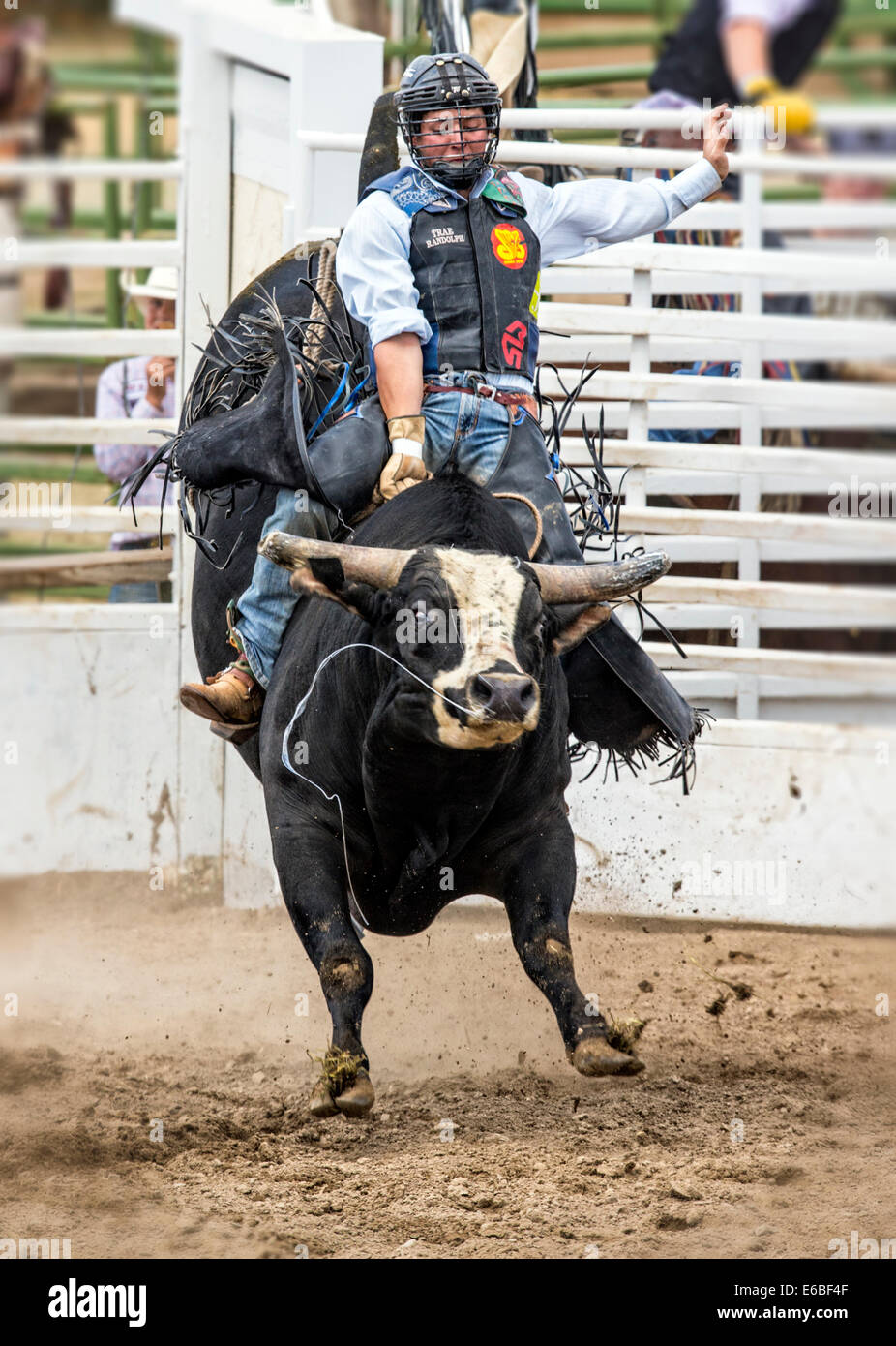 Cowboy riding a steer in a the bull riding competition, Chaffee County ...