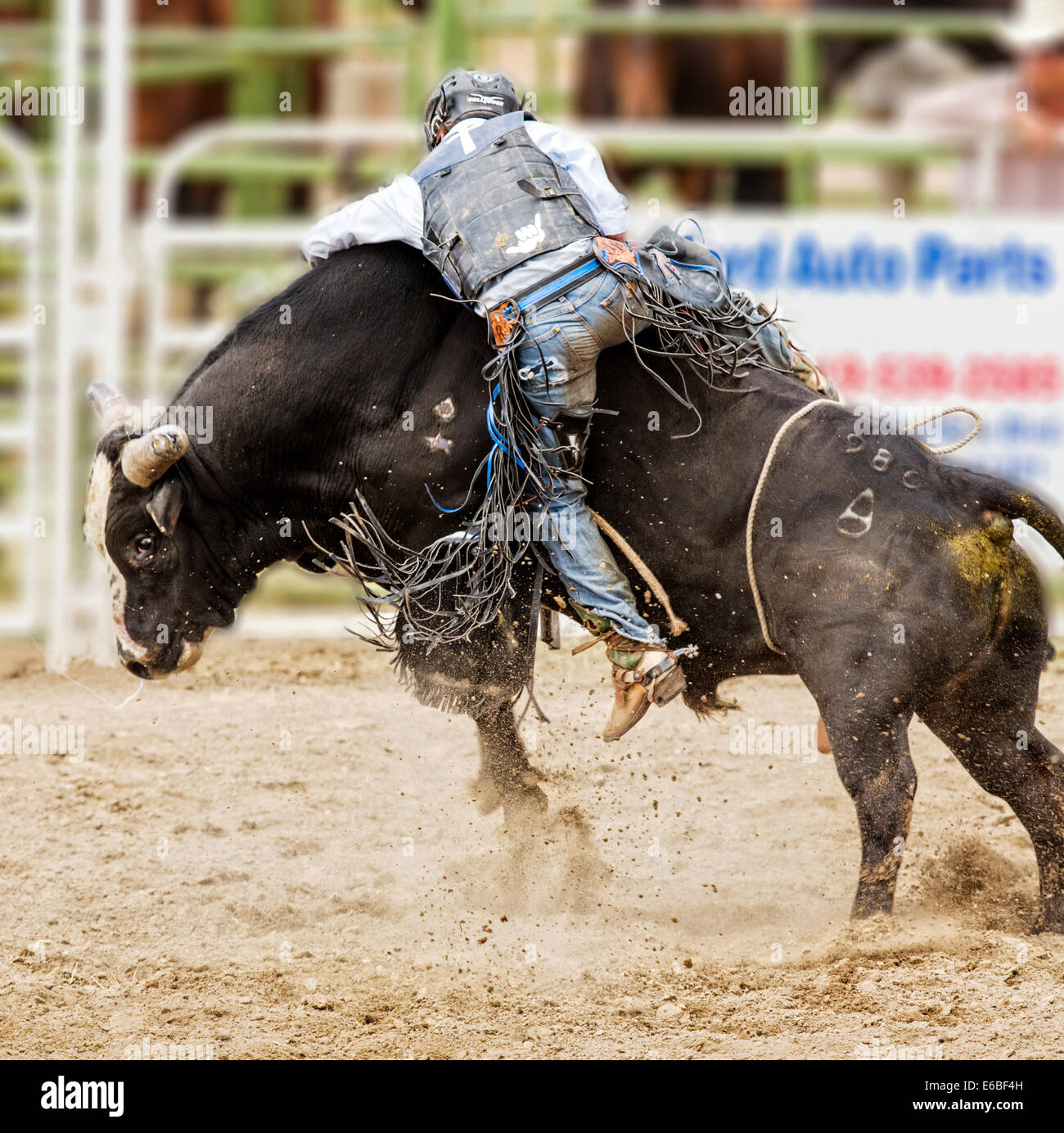 Cowboy riding a steer in a the bull riding competition, Chaffee County ...