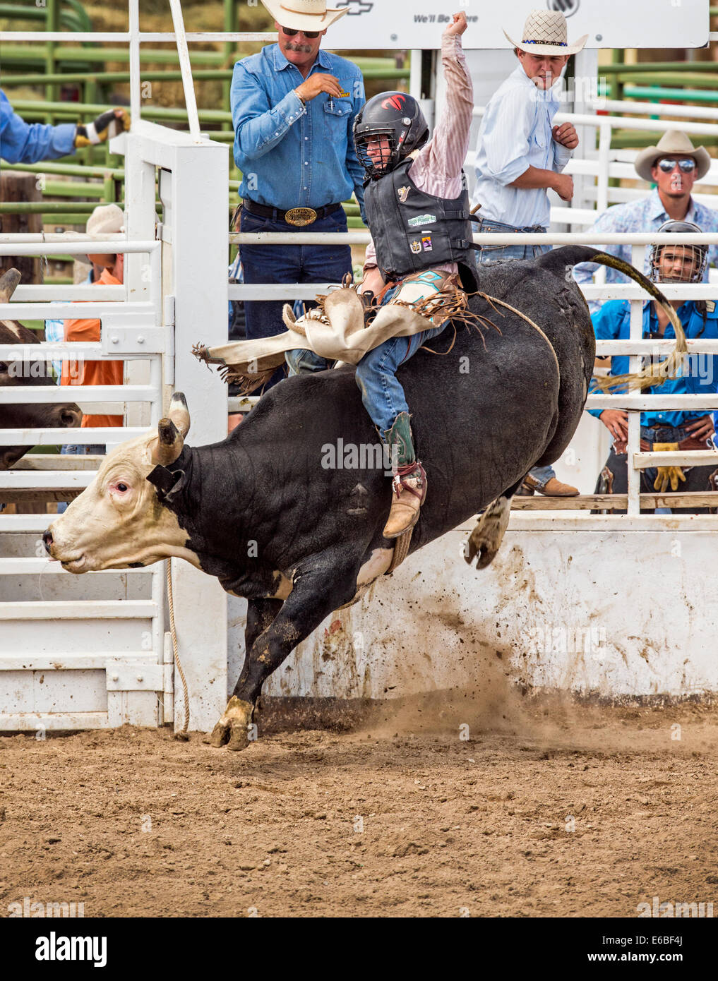 Young cowboy riding a small bull in the Junior Steer Riding competition ...