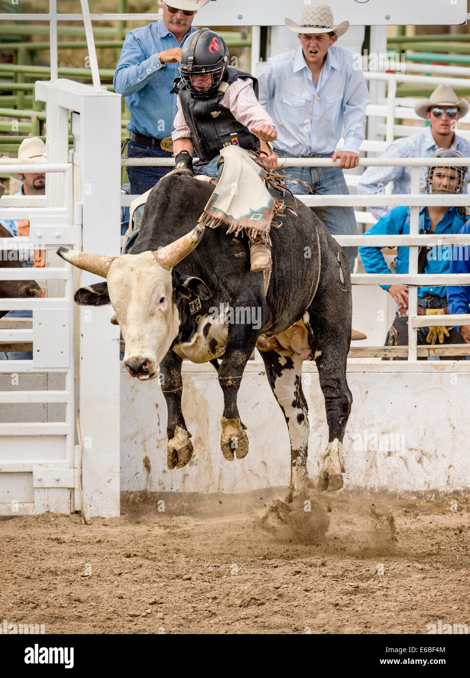 Young cowboy riding a small bull in the Junior Steer Riding competition ...