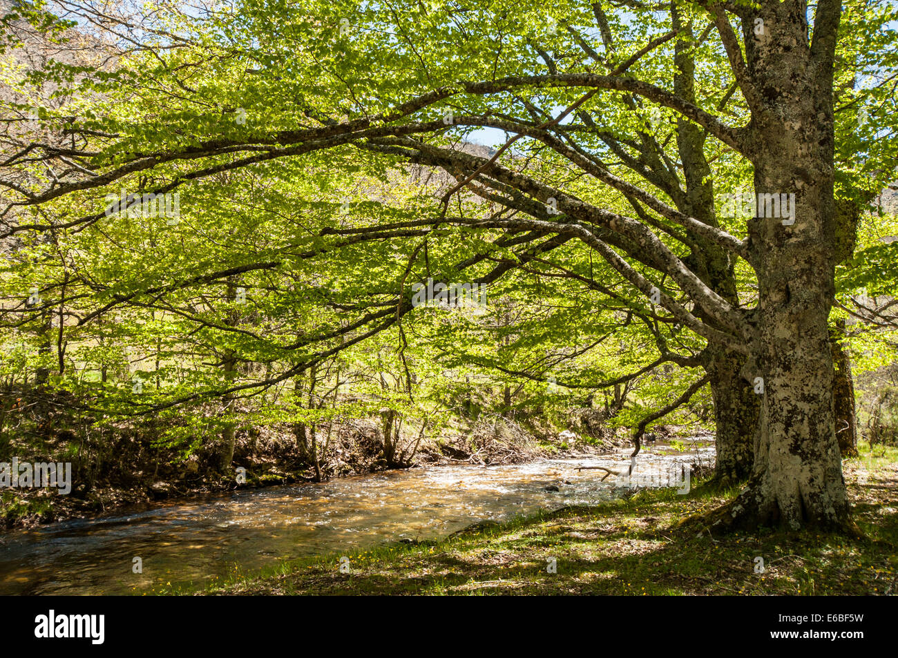 Forest renew hi-res stock photography and images - Alamy