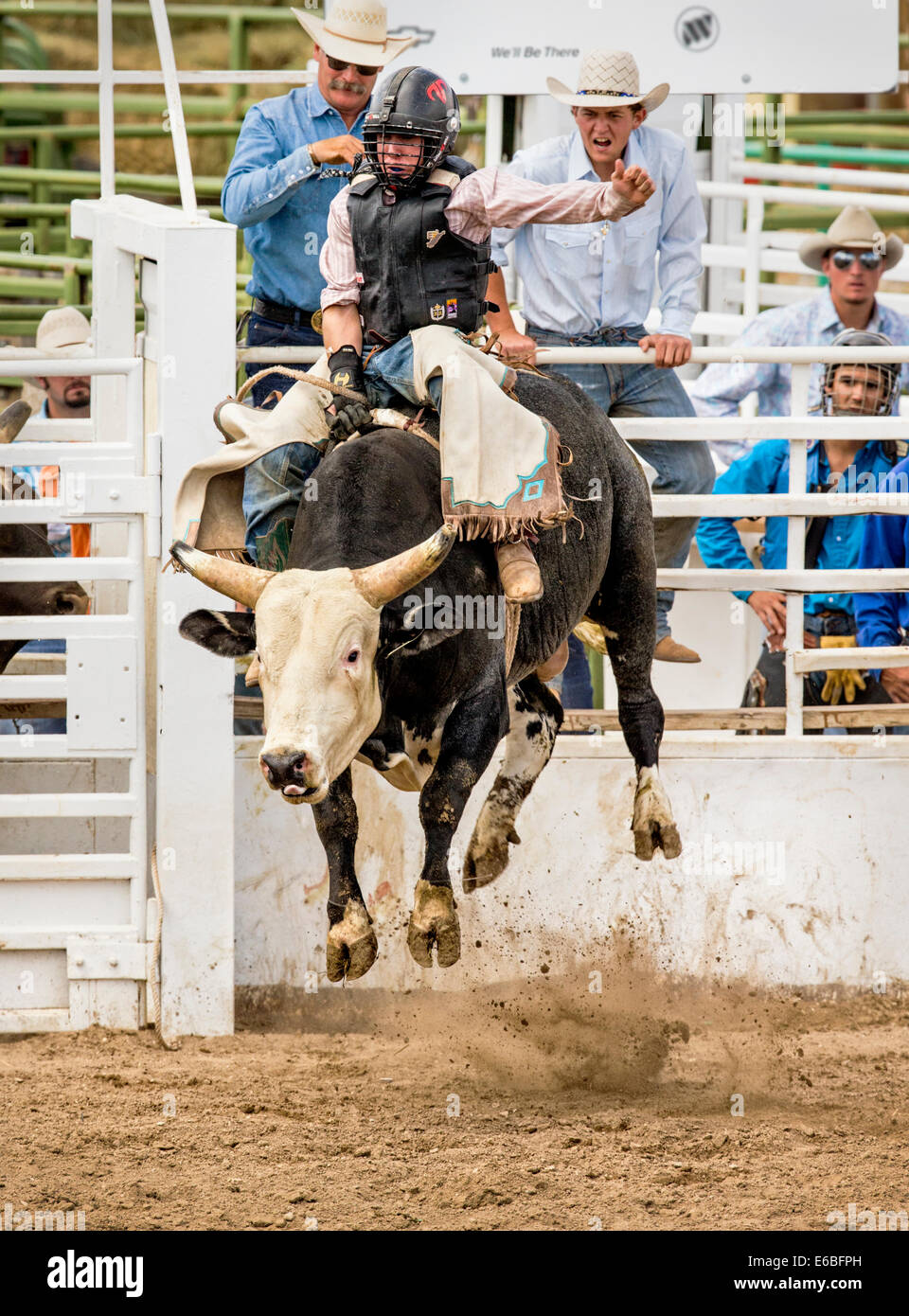 Young cowboy riding a small bull in the Junior Steer Riding competition ...