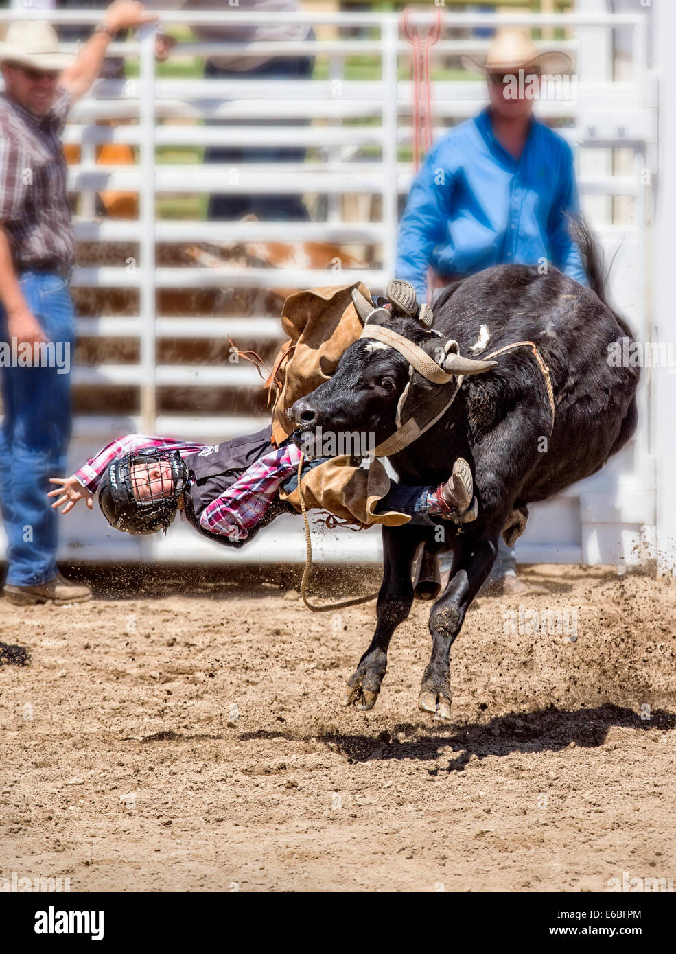 Young cowboy riding a small bull in the Junior Steer Riding competition ...