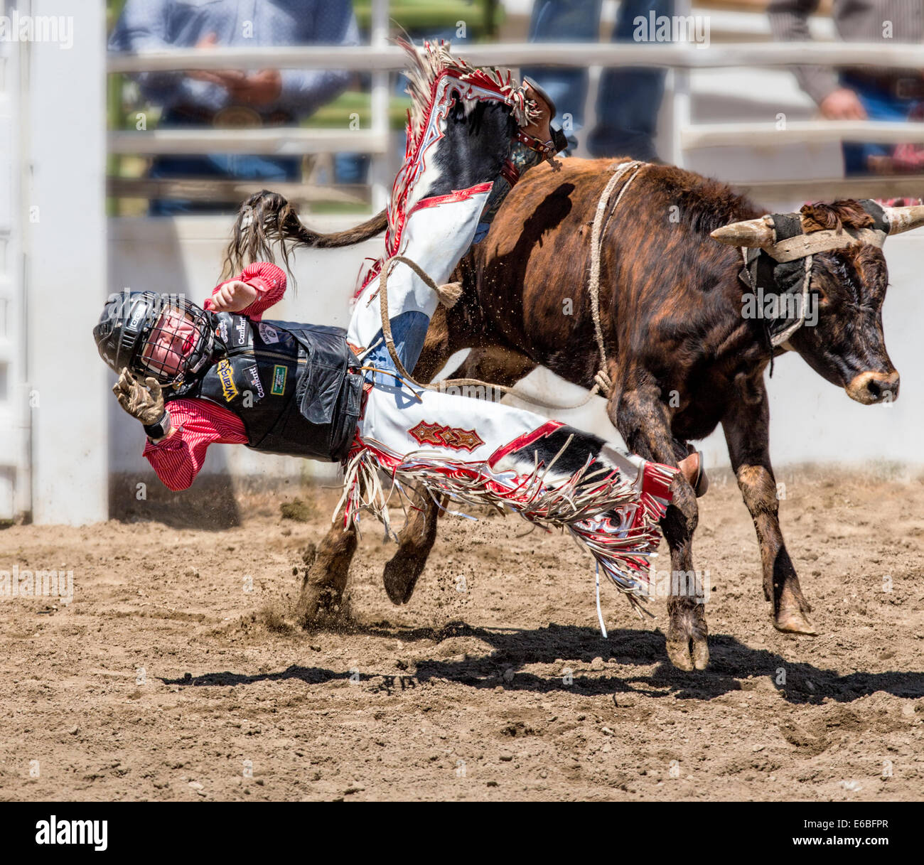 Young cowboy riding a small bull in the Junior Steer Riding competition ...