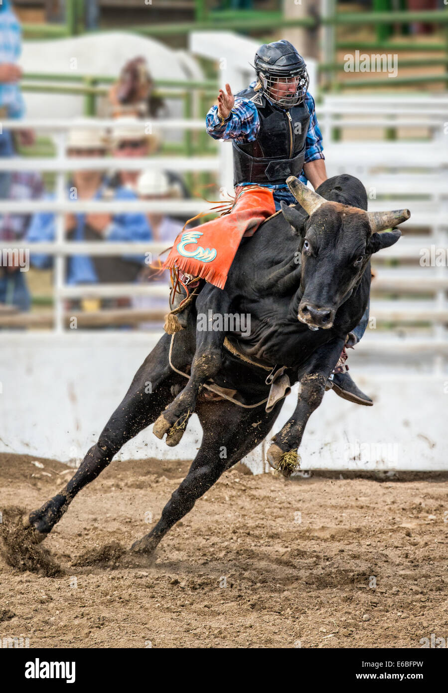 Young cowboy riding a small bull in the Junior Steer Riding competition ...