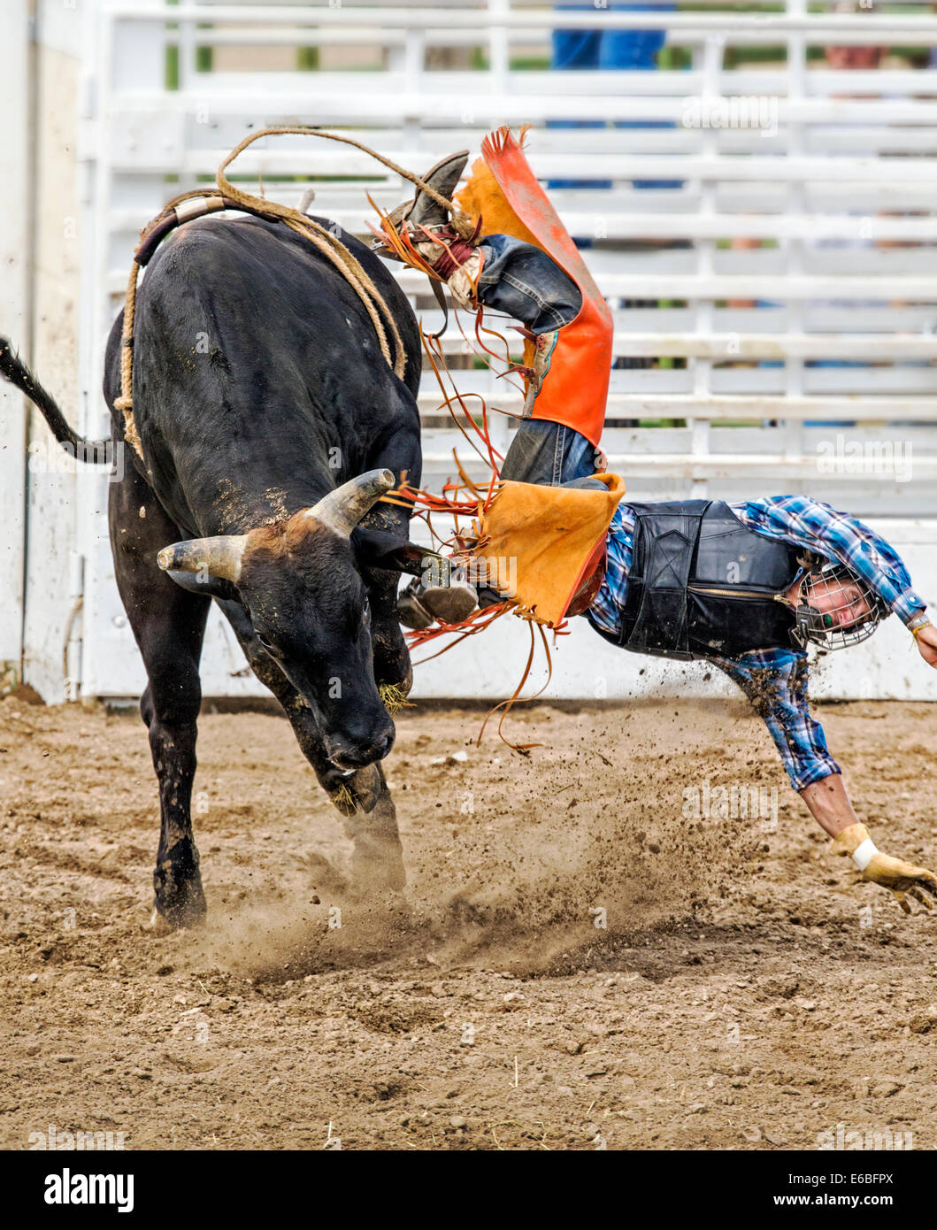 Young cowboy riding a small bull in the Junior Steer Riding competition ...