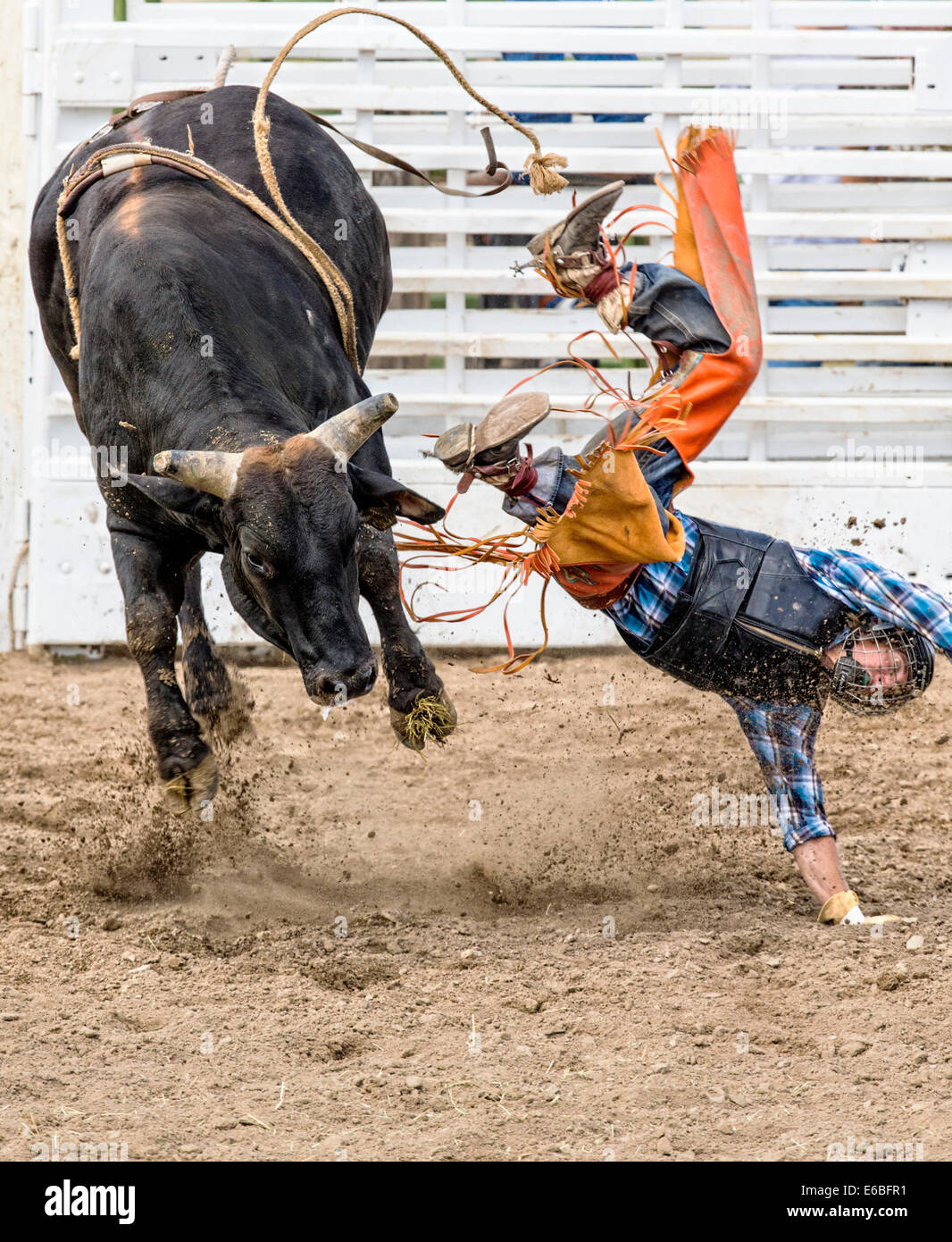 Young cowboy riding a small bull in the Junior Steer Riding competition ...