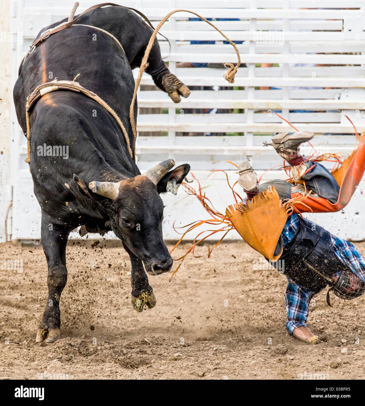 Young cowboy riding a small bull in the Junior Steer Riding competition ...