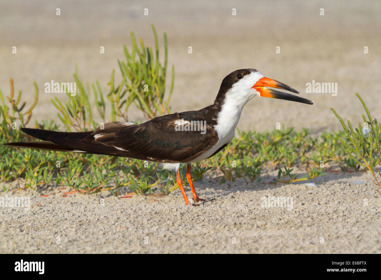 Black skimmer (Rynchops niger) on the beach, Galveston, Texas, USA ...