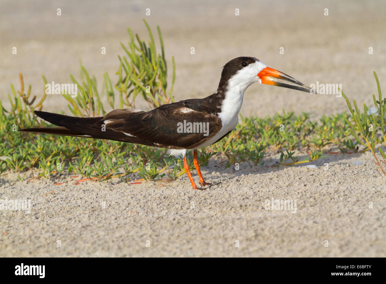 Black skimmer (Rynchops niger) on the beach, Galveston, Texas, USA ...