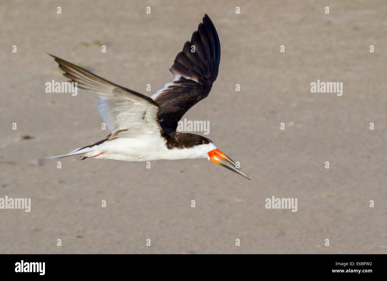 Black skimmer (Rynchops niger) flying over a sandy beach, Galveston ...