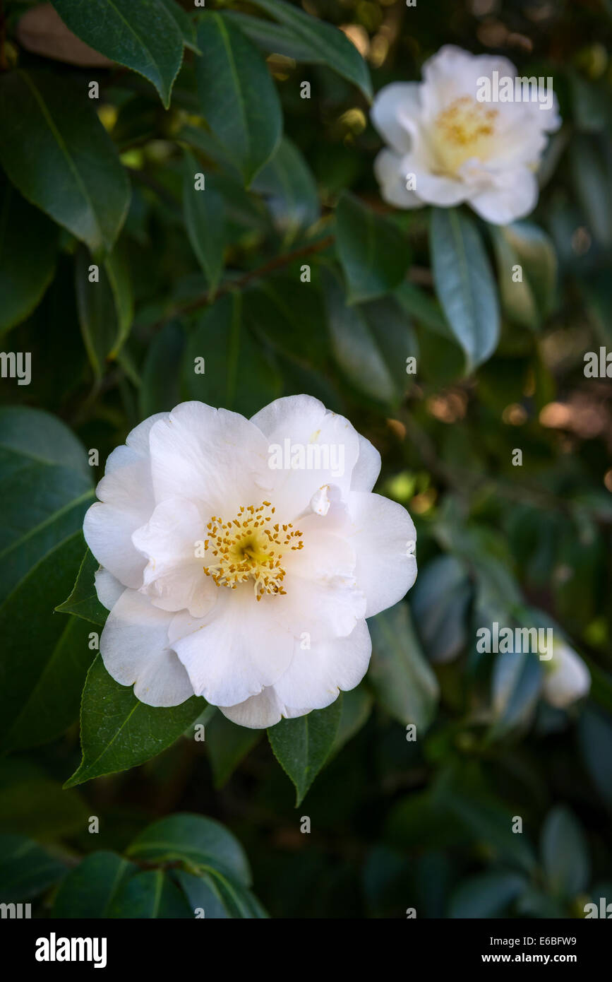 Beautiful Camellia japonica, Queen Bessie flower Stock Photo - Alamy