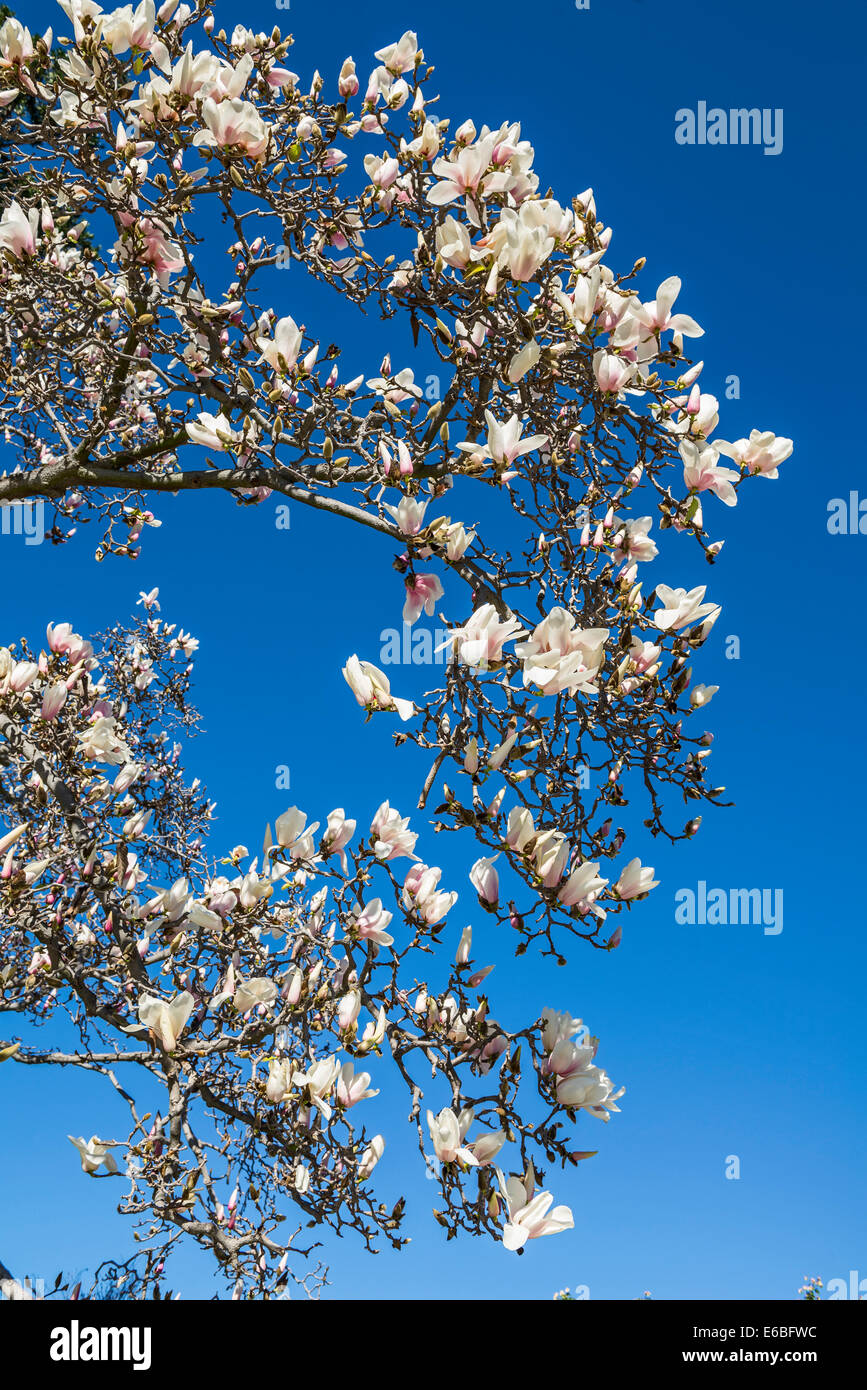 Beautiful magnolia blossom Stock Photo - Alamy