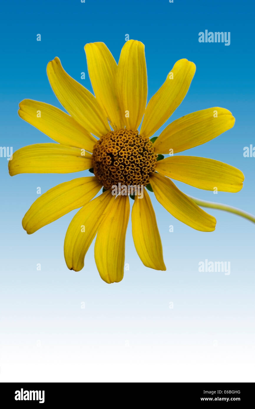 Heliopsis flower hi-res stock photography and images - Alamy
