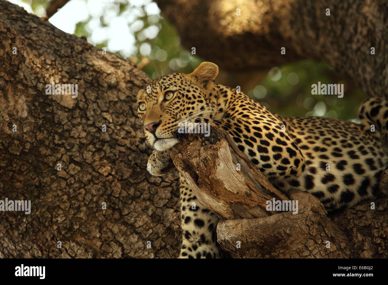 Leopard resting hi-res stock photography and images - Alamy