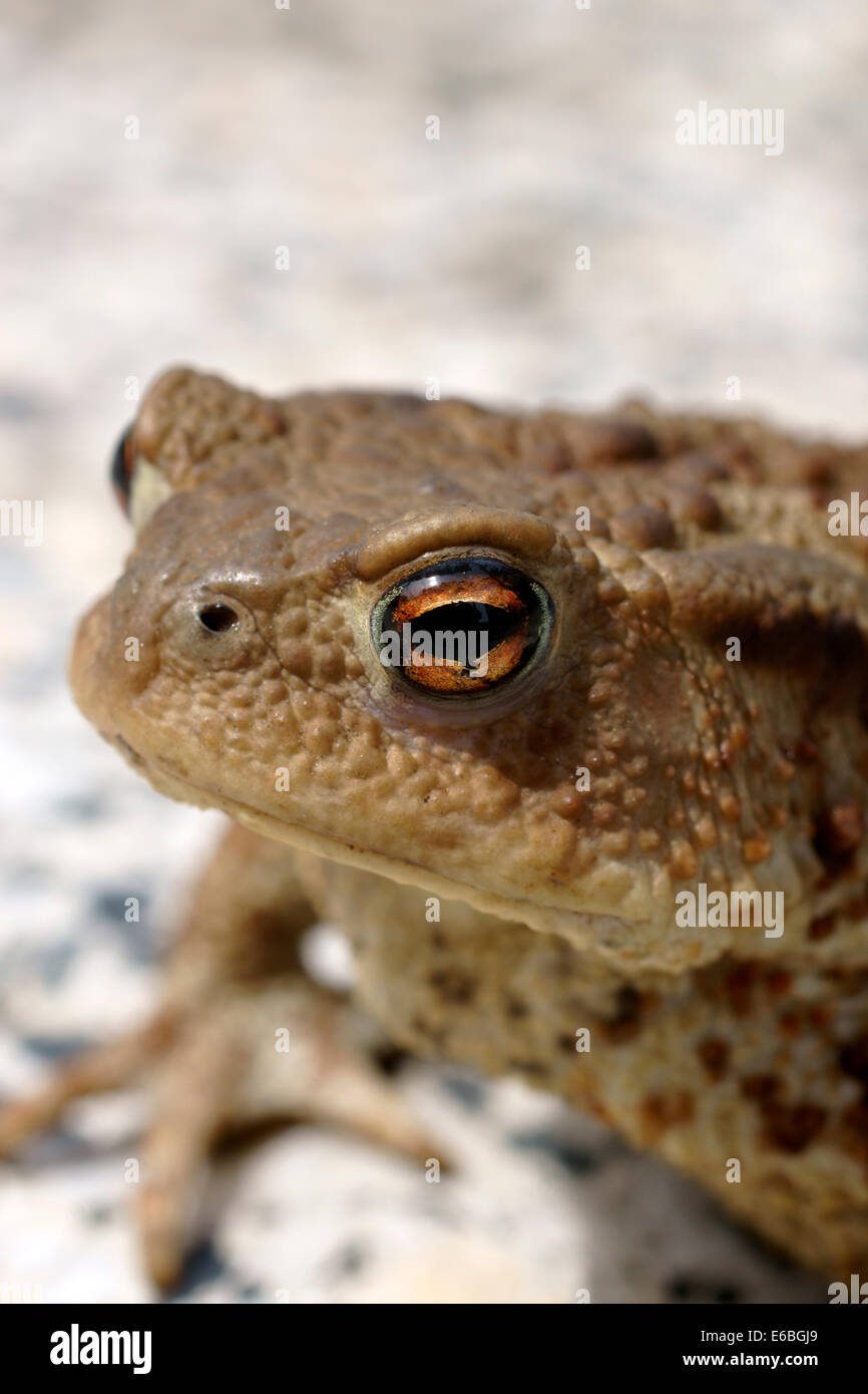 Squat toad hi-res stock photography and images - Alamy