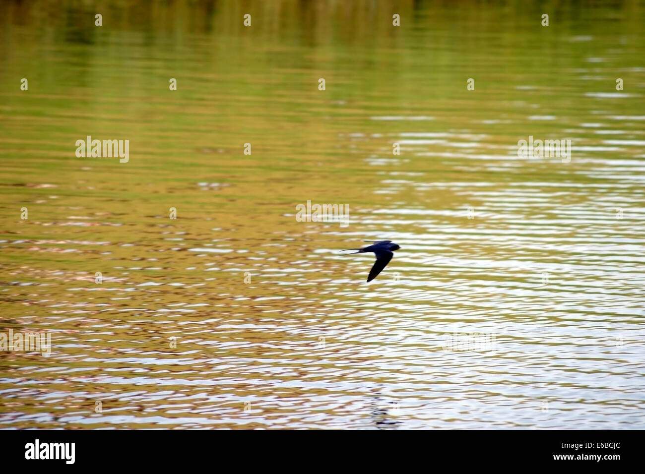 Swallow river flying hi-res stock photography and images - Alamy