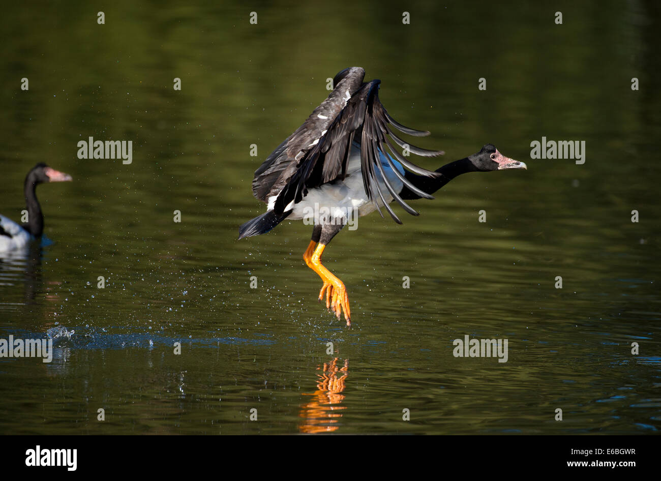 The large Magpie Goose takes off from water Stock Photo - Alamy