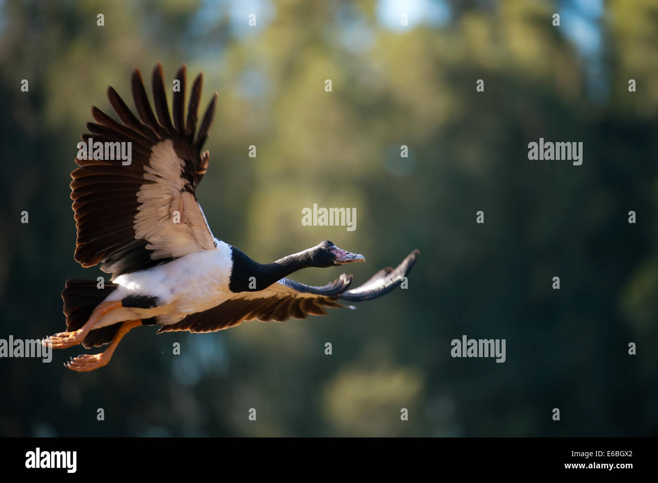 Australian magpie fly hi-res stock photography and images - Alamy