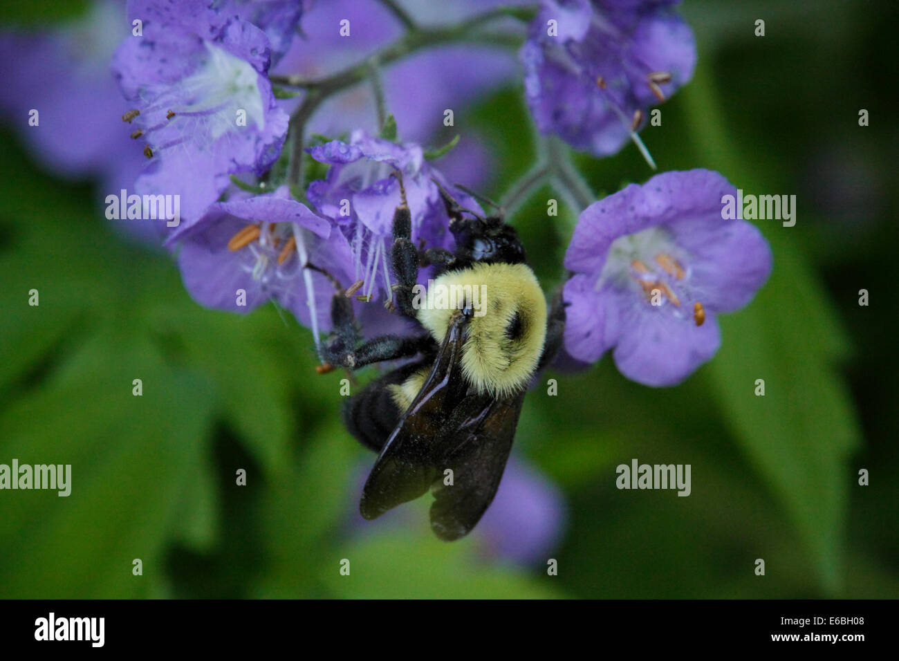 Bumble Bee on Purple Phacella, Chestnut Top Trail, Great Smoky ...