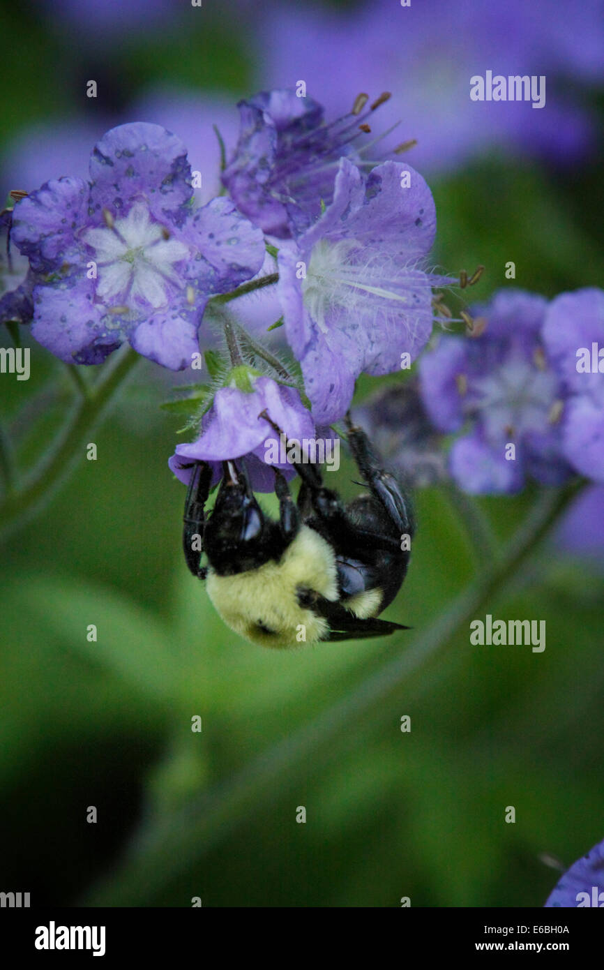 Bumble Bee on Purple Phacella, Chestnut Top Trail, Great Smoky ...
