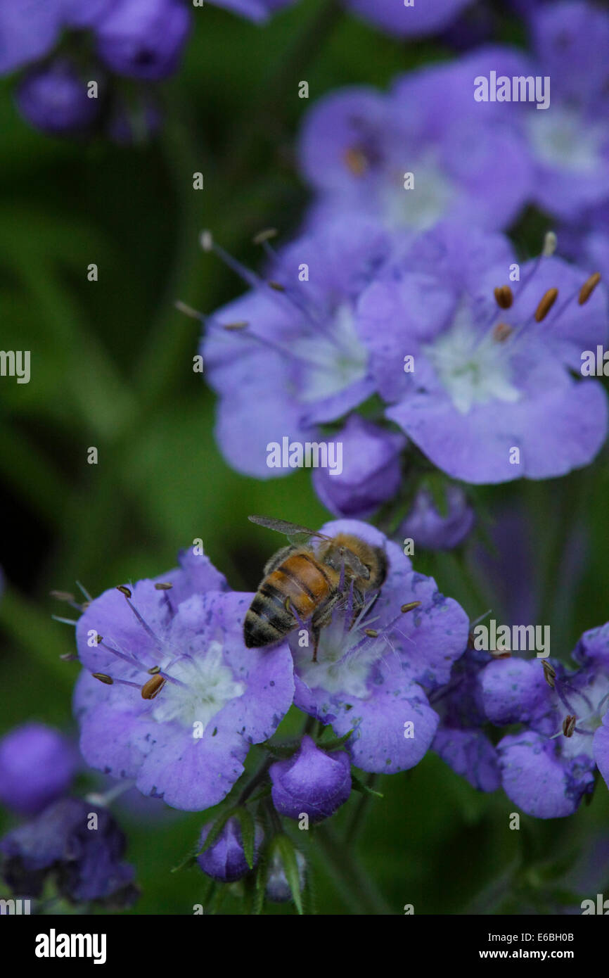 Bee on Purple Phacella, Chestnut Top Trail, Great Smoky Mountains ...