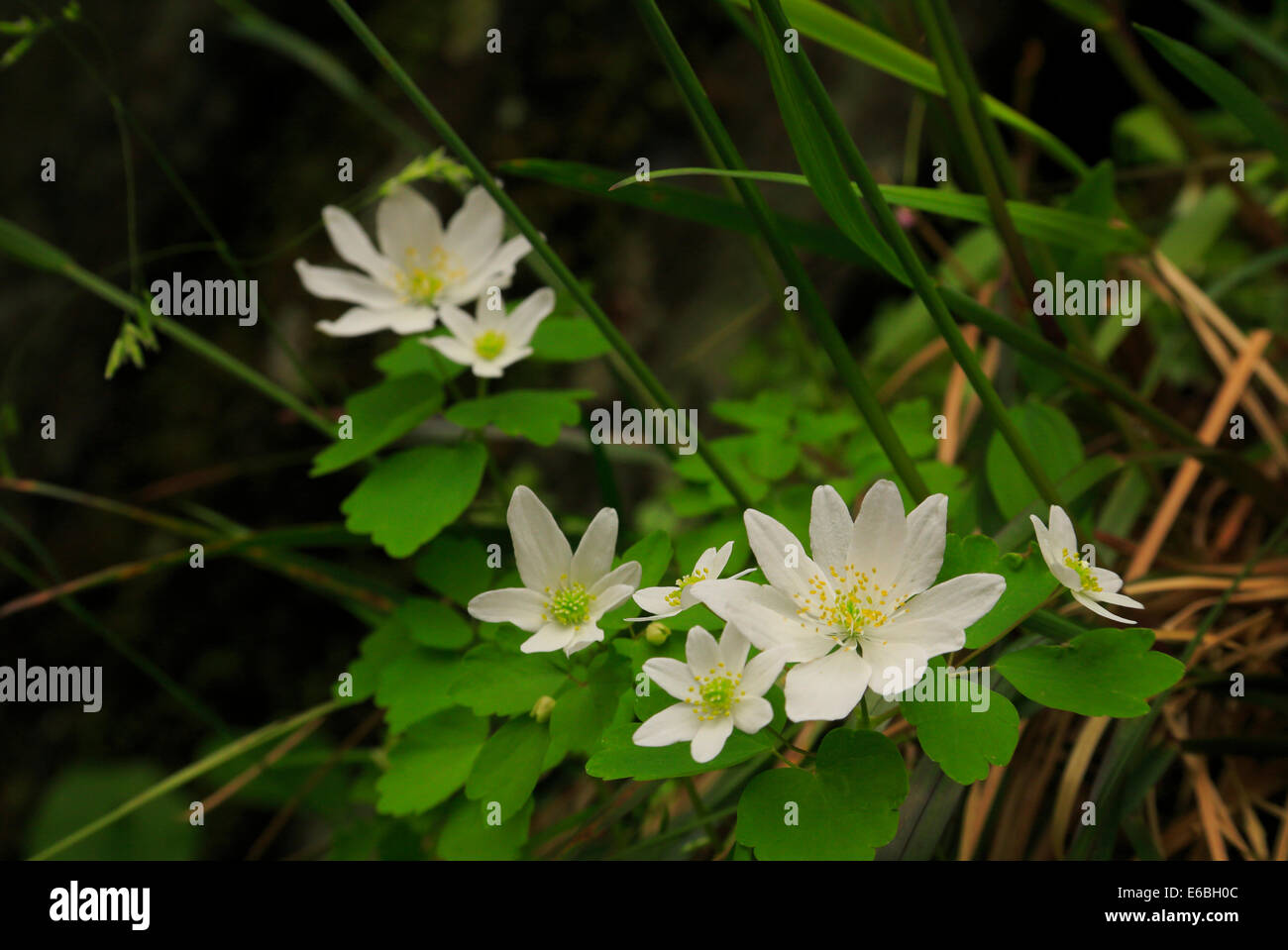 Rue Anemone, Chestnut Top Trail, Great Smoky Mountains National Park ...