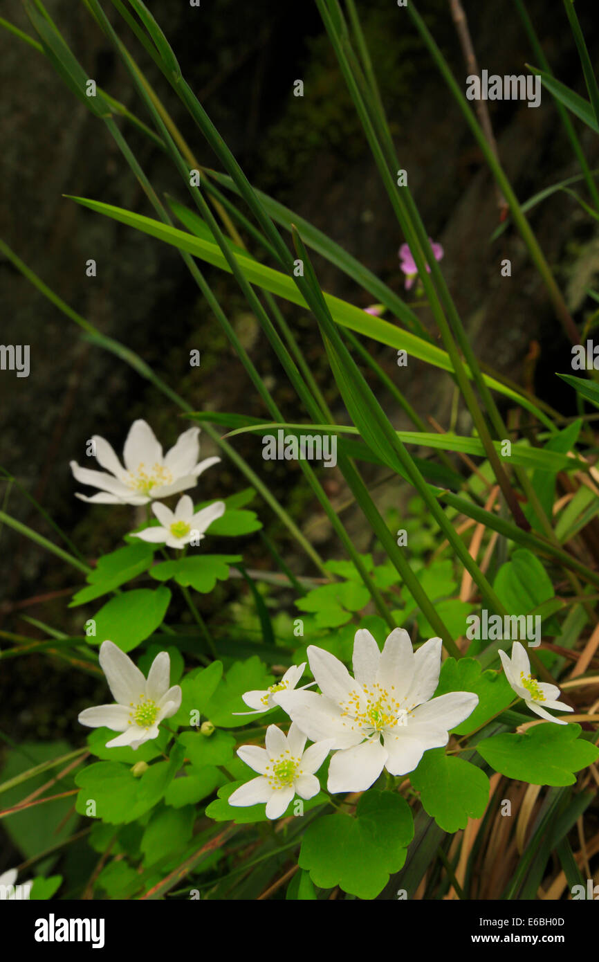 Rue Anemone, Chestnut Top Trail, Great Smoky Mountains National Park ...