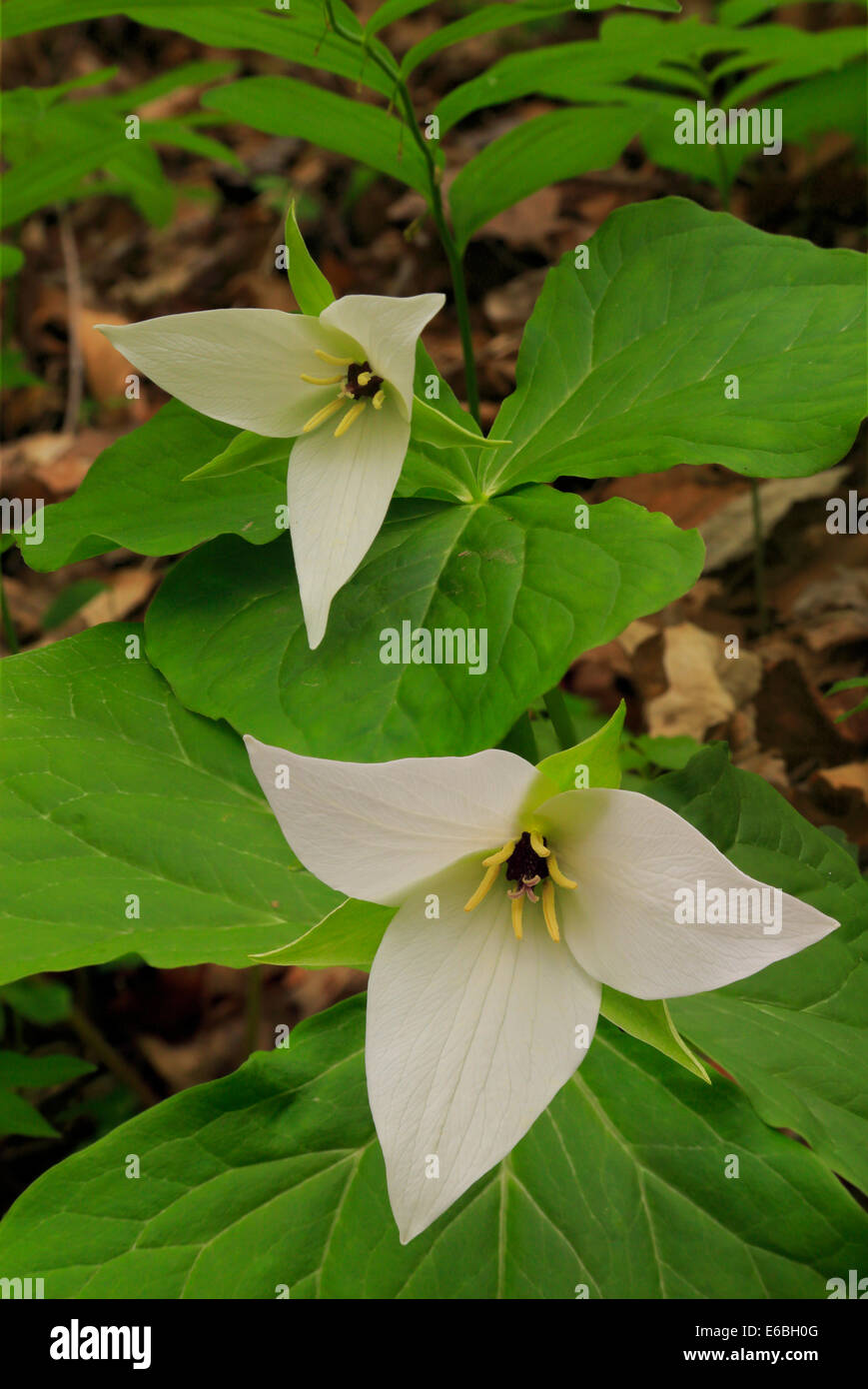 White Erect Trillium, Chestnut Top Trail, Great Smoky Mountains ...