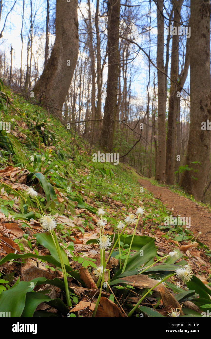 Frasers sedge hi-res stock photography and images - Alamy