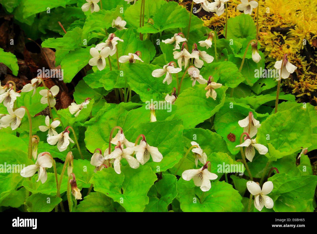 Sweet White Violet in Log, Little River Trail, , Great Smoky Mountains ...